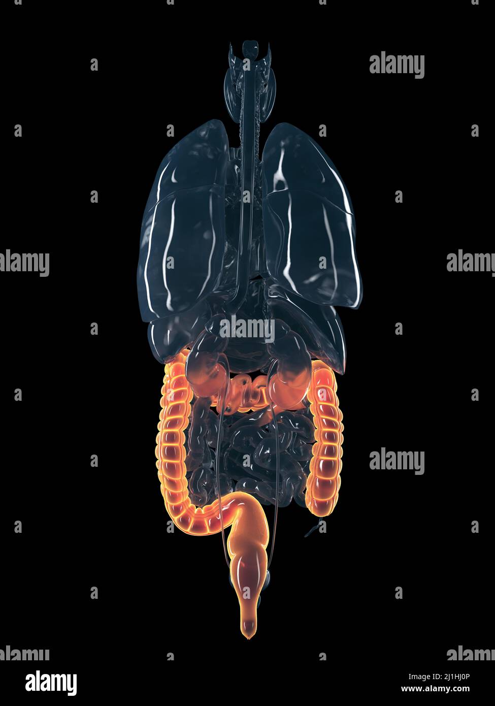 Human colon, illustration Stock Photo - Alamy