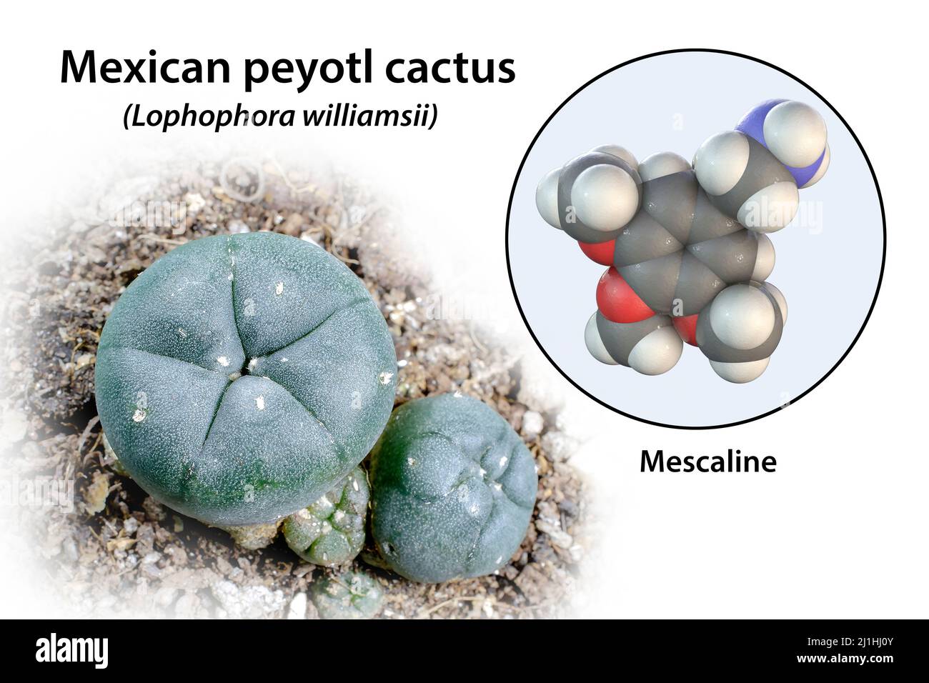 Mescaline molecule and peyote cactus, composite image Stock Photo - Alamy