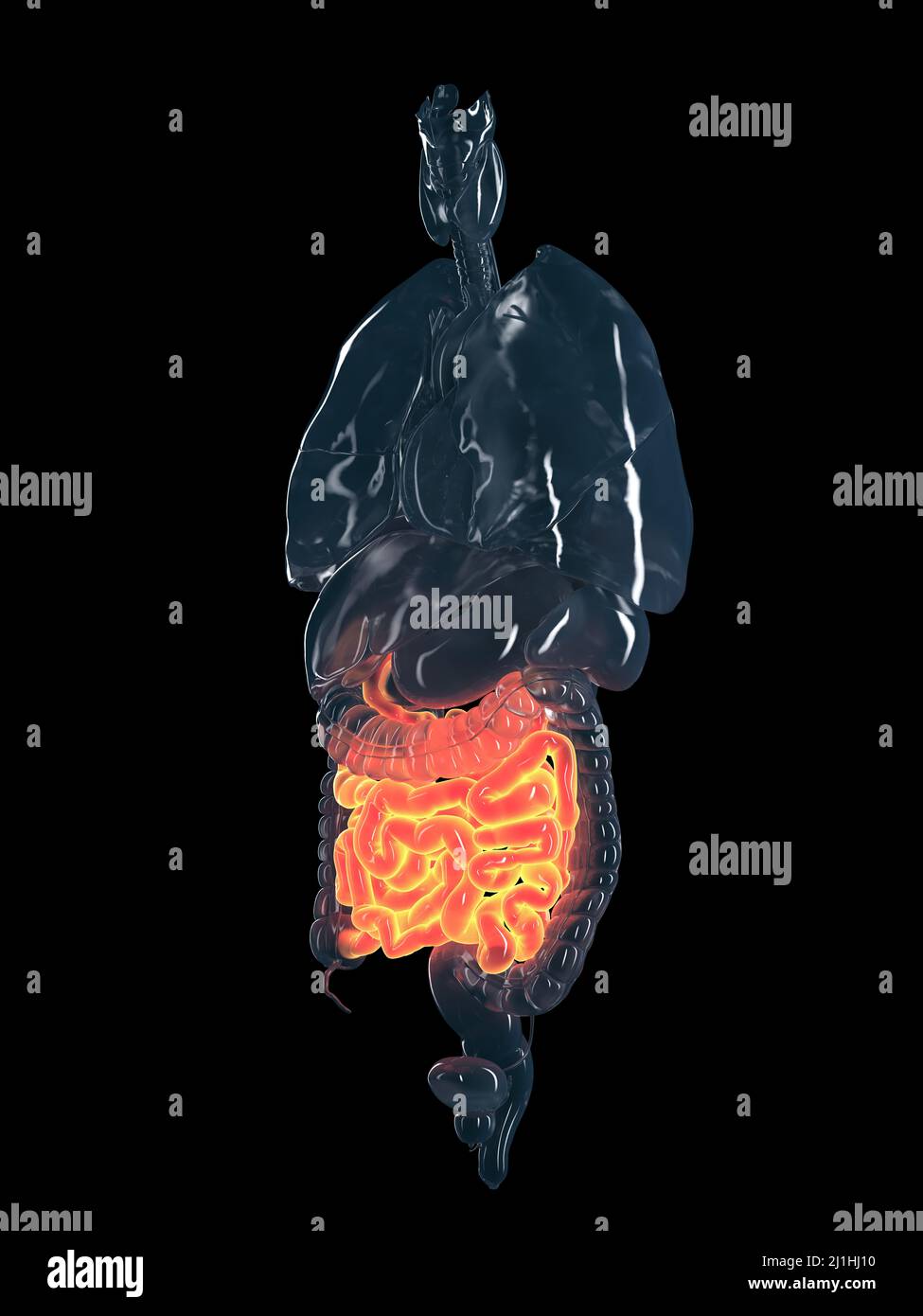 Human small intestine, illustration Stock Photo - Alamy