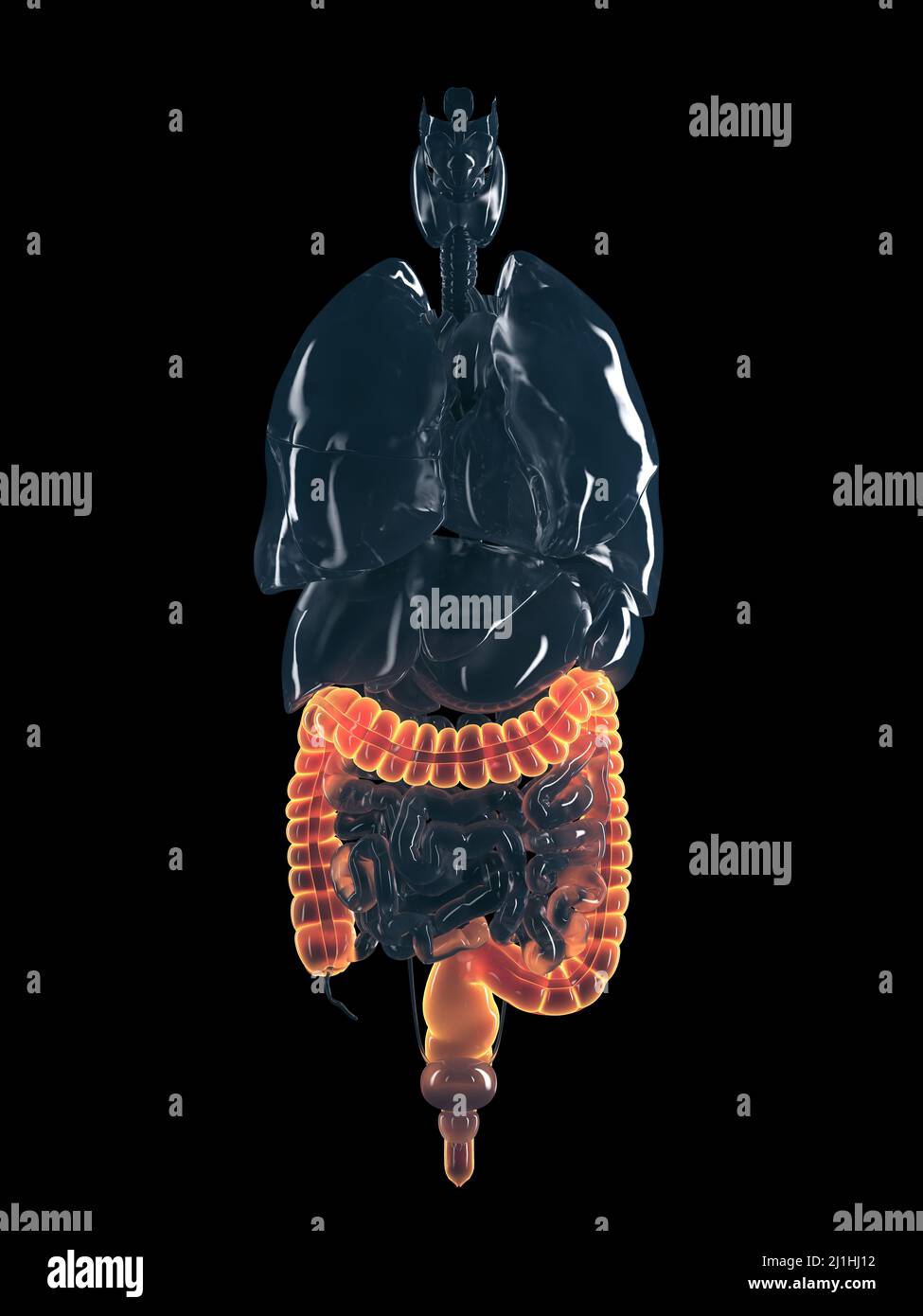 Human colon, illustration Stock Photo - Alamy