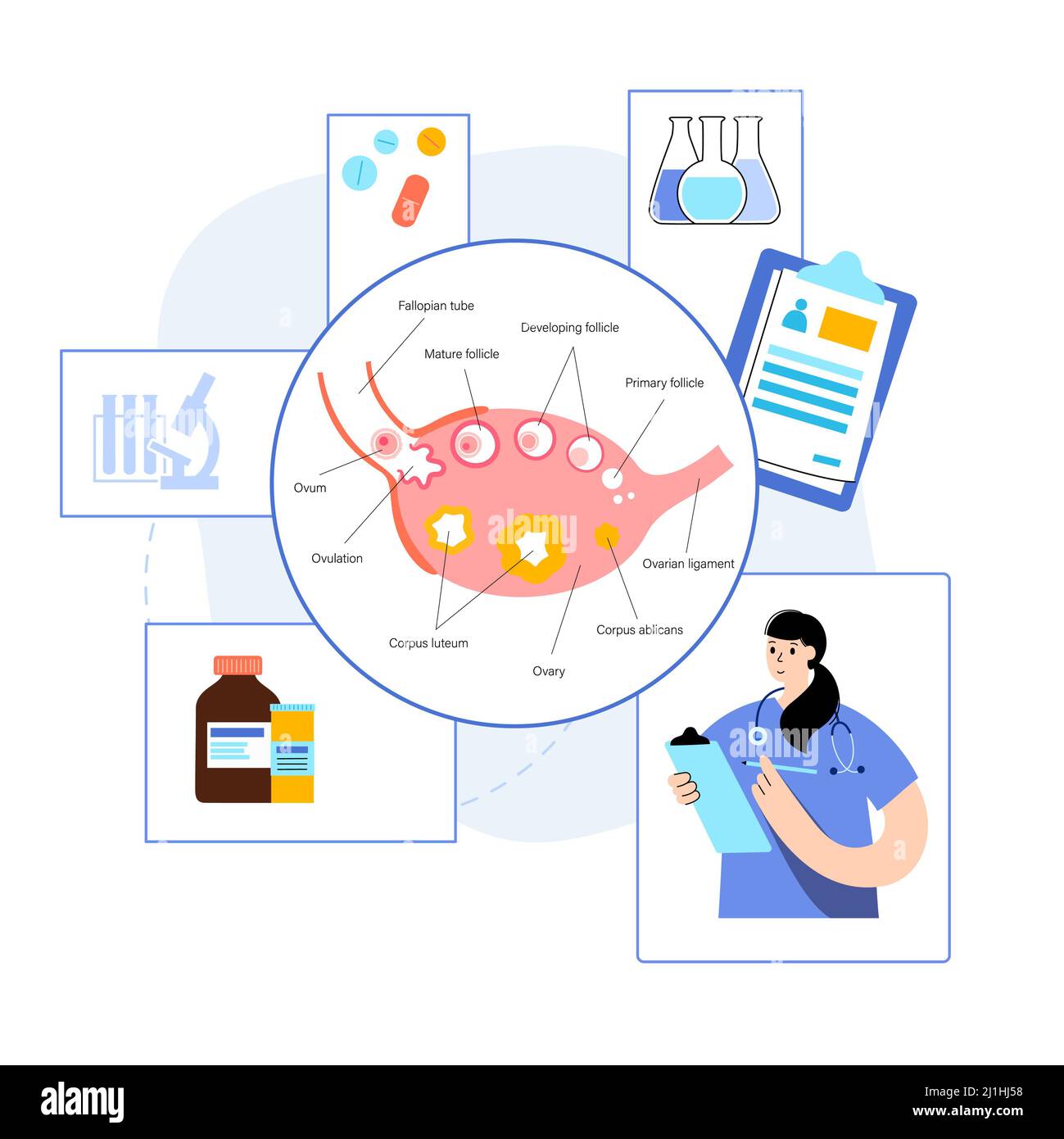 Female fertility, conceptual illustration Stock Photo - Alamy