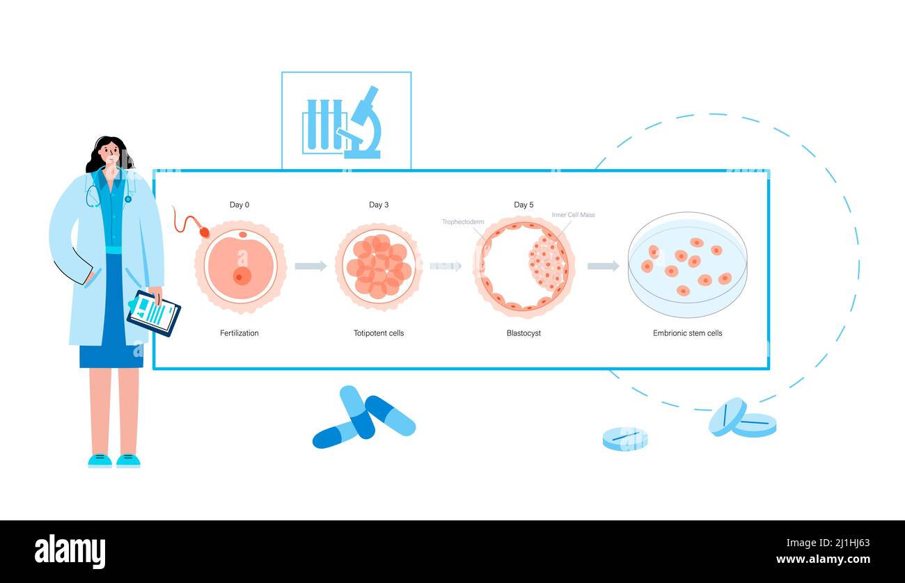 Embryonic stem cells, conceptual illustration Stock Photo - Alamy