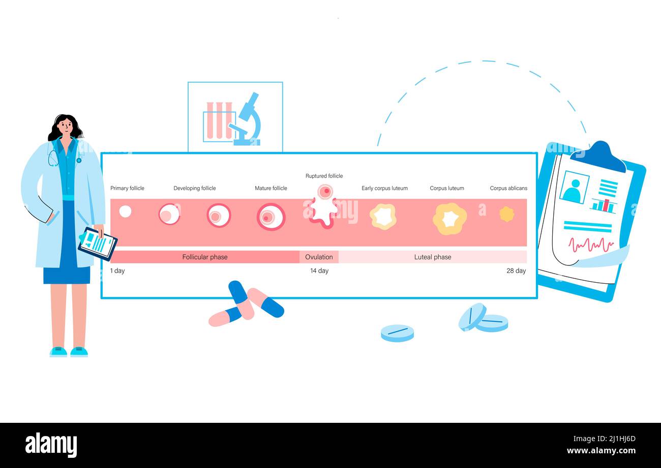 Female menstrual cycle doctor hi-res stock photography and images - Alamy