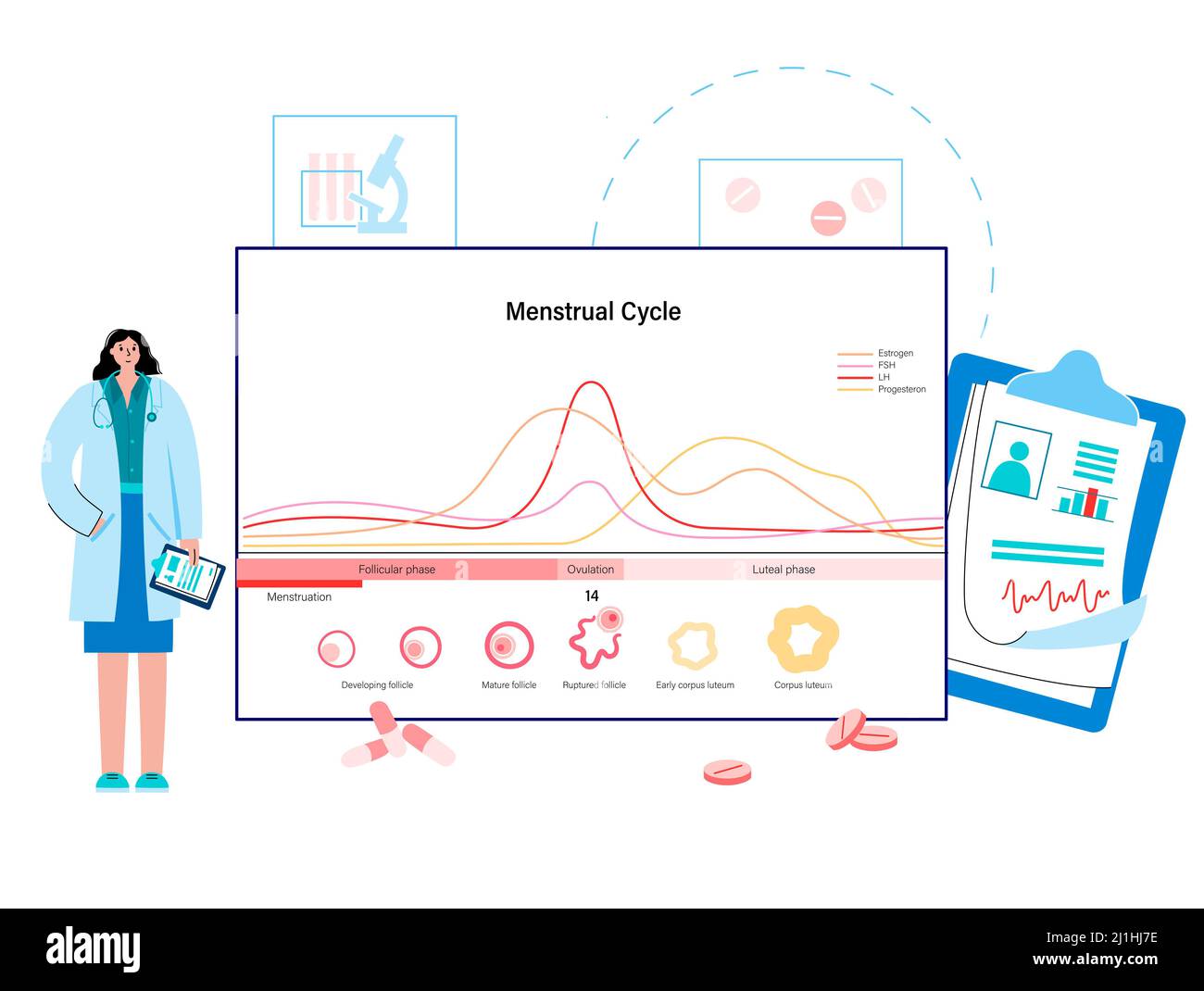 Menstrual cycle, conceptual illustration Stock Photo - Alamy