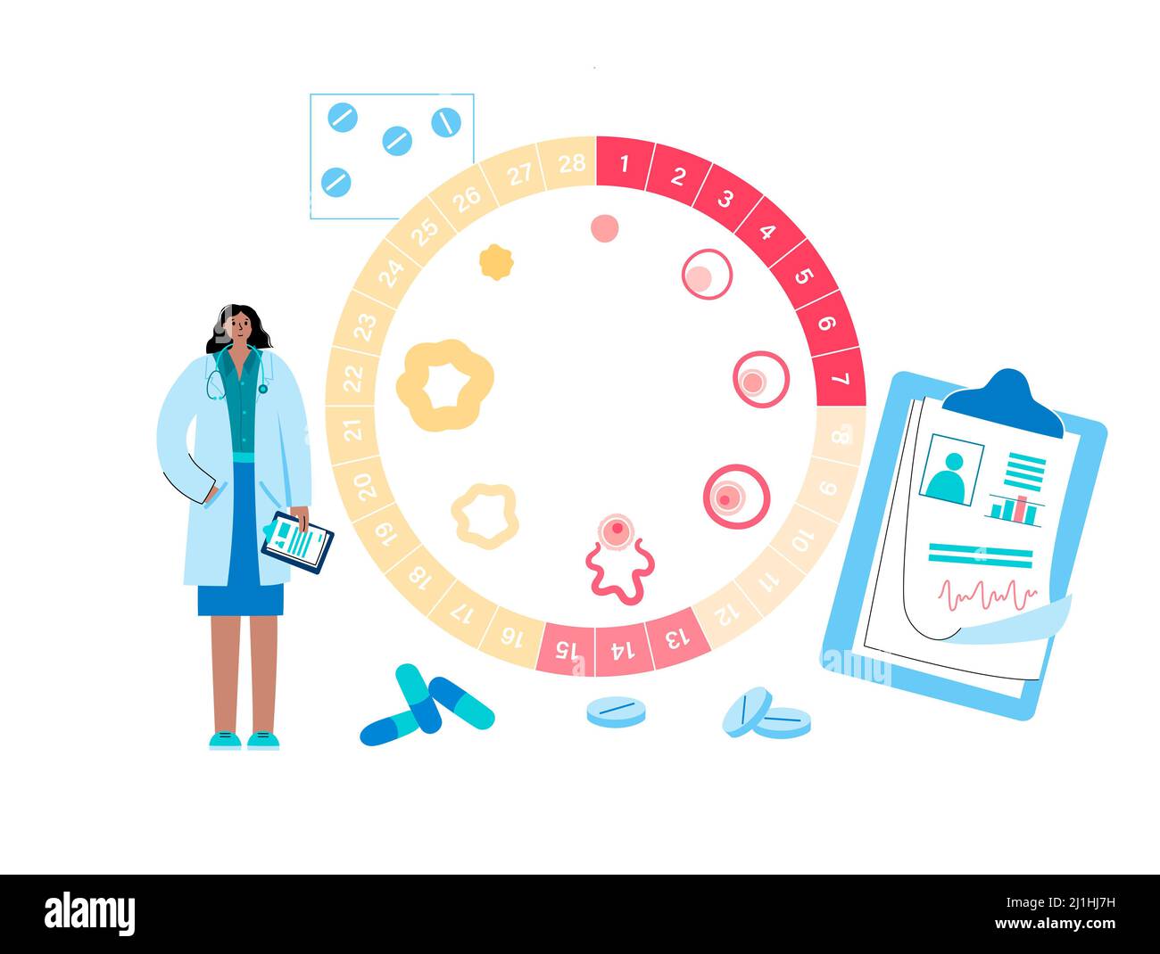 Menstrual cycle diagram hi-res stock photography and images - Alamy