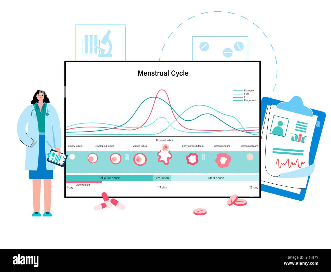 Menstrual cycle, conceptual illustration Stock Photo - Alamy