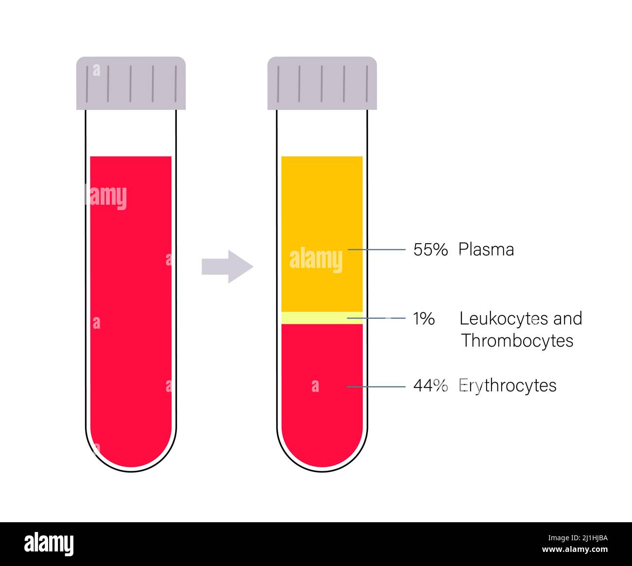 Blood composition, illustration Stock Photo - Alamy