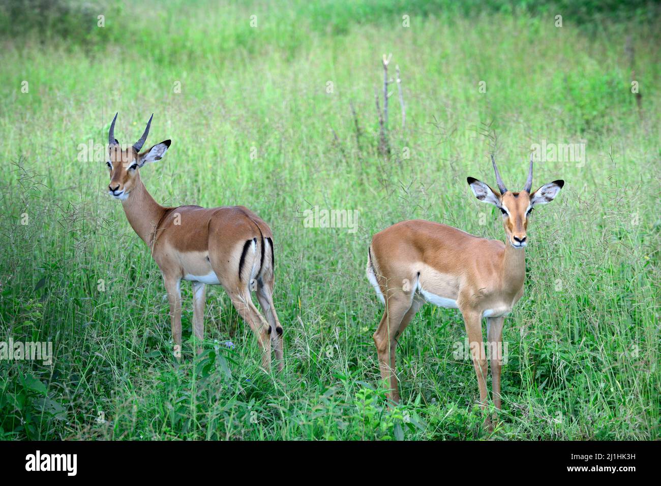 African antelope antelopes hi-res stock photography and images - Alamy