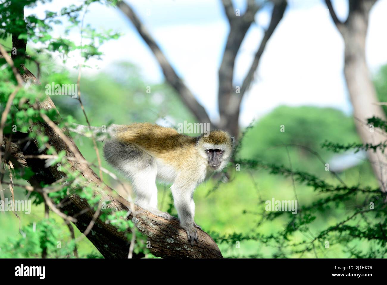 Monkey tanzania africa safari hi-res stock photography and images - Alamy