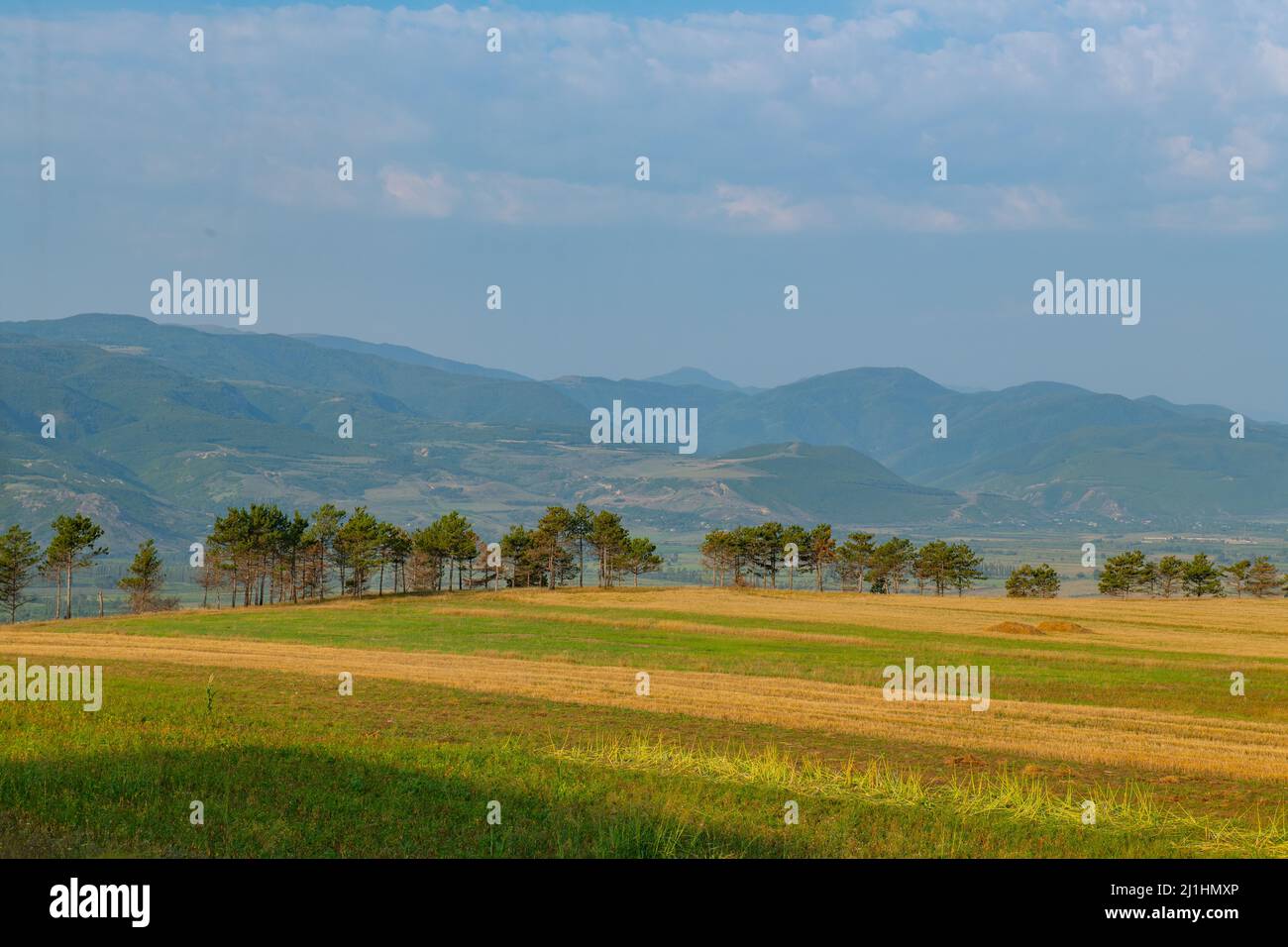 Colchis forest hi-res stock photography and images - Alamy