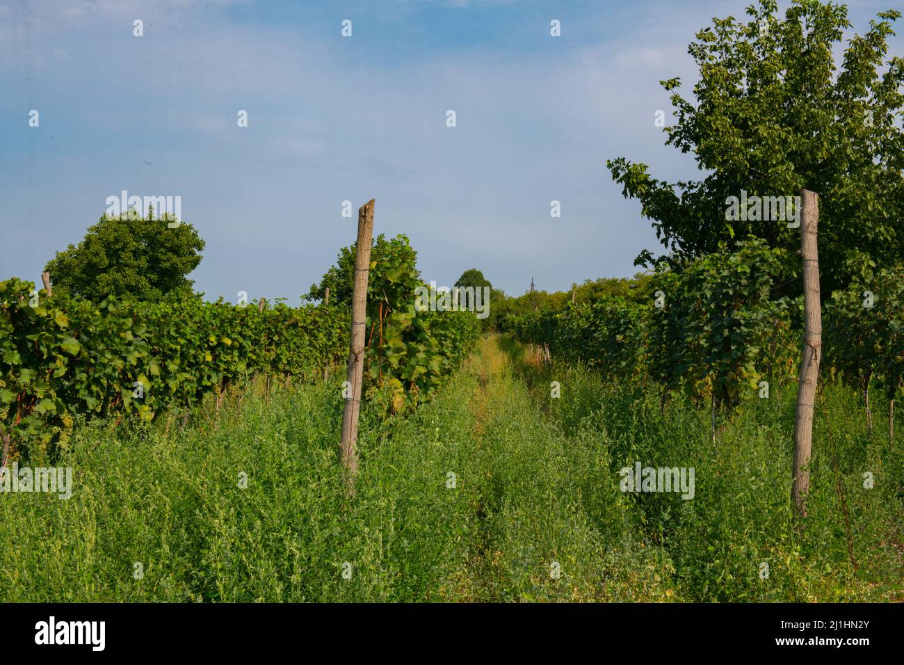 big field with vineyards in summer in georgia Stock Photo - Alamy