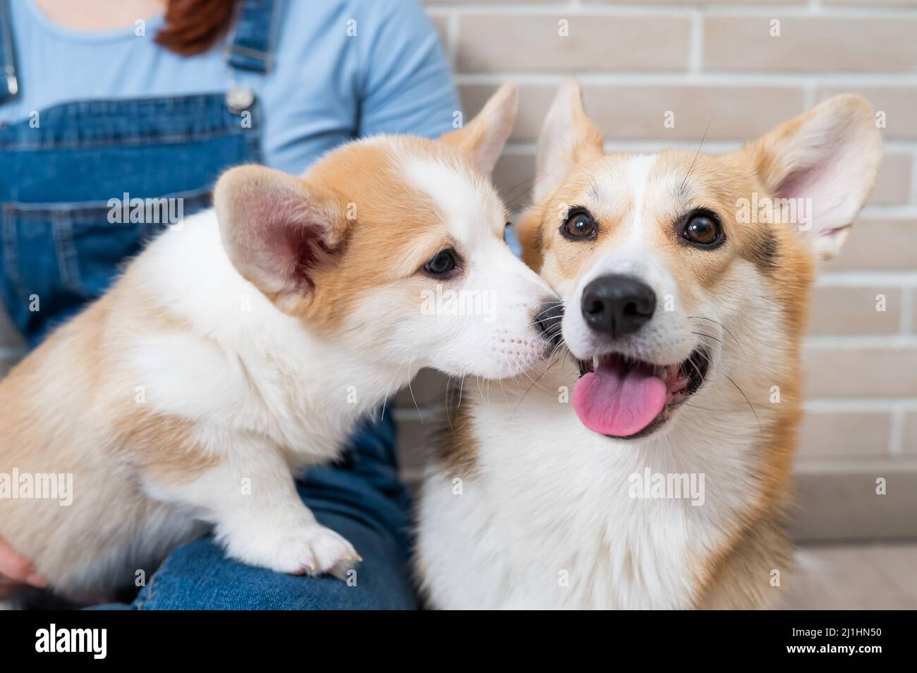 The owner holds a pembroke corgi mom and a puppy against the backdrop ...