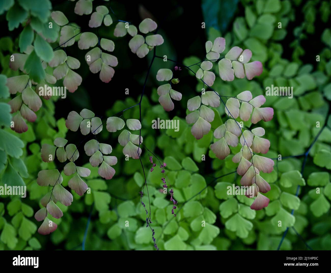 Pattern of leaves with close-up distance for natural background and ...