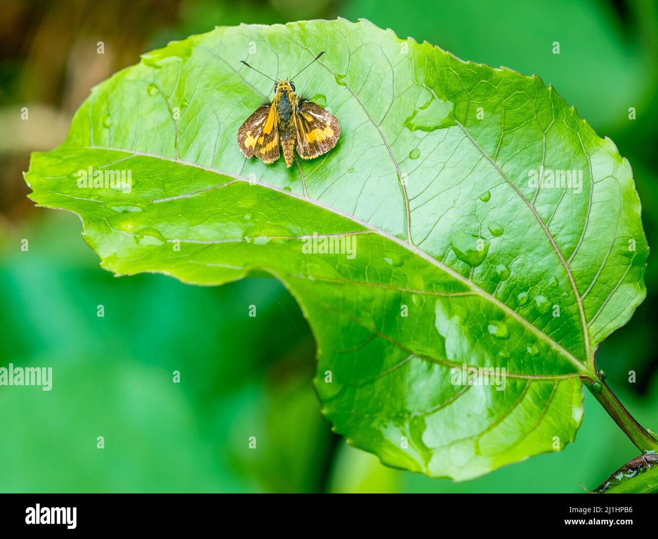 Dart Butterfly spotted in Sydney Garden Stock Photo - Alamy
