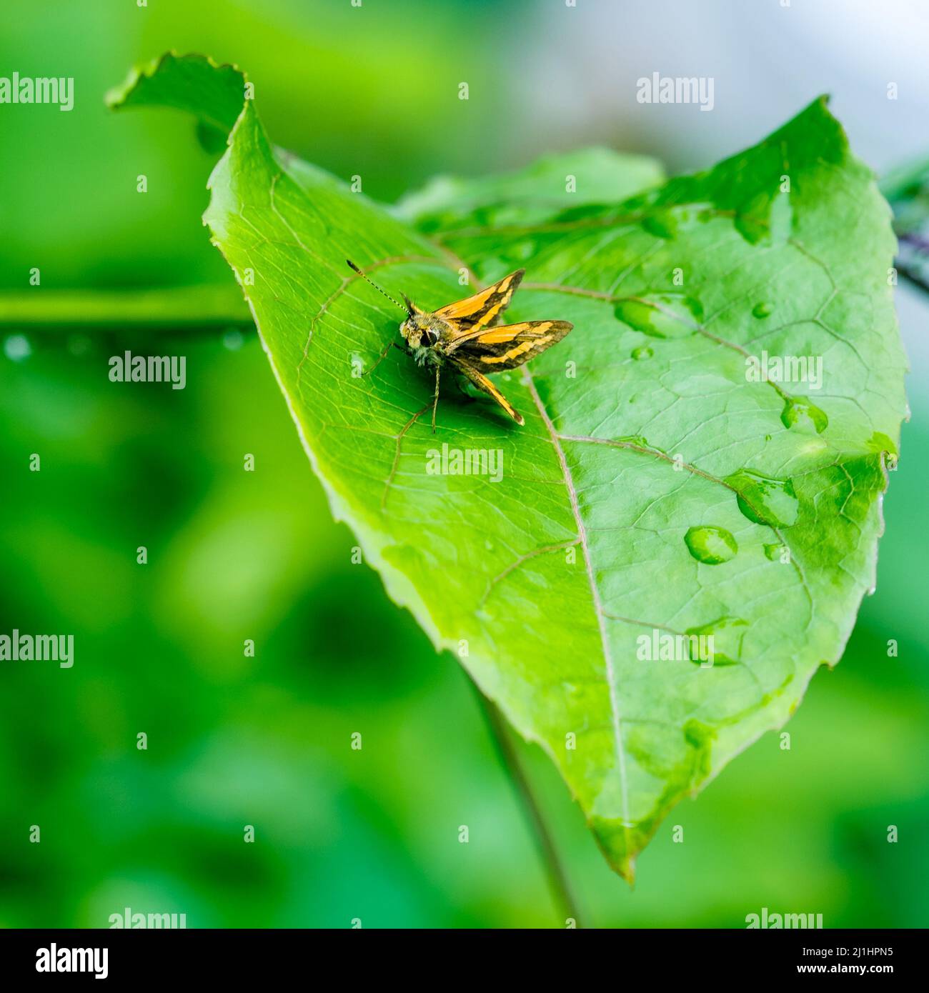 Dart Butterfly spotted in Sydney Garden Stock Photo - Alamy