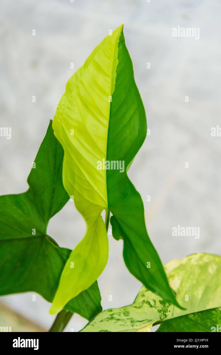 Closeup to Half pattern of Syngonium Aurea Variegated in the pot Stock ...