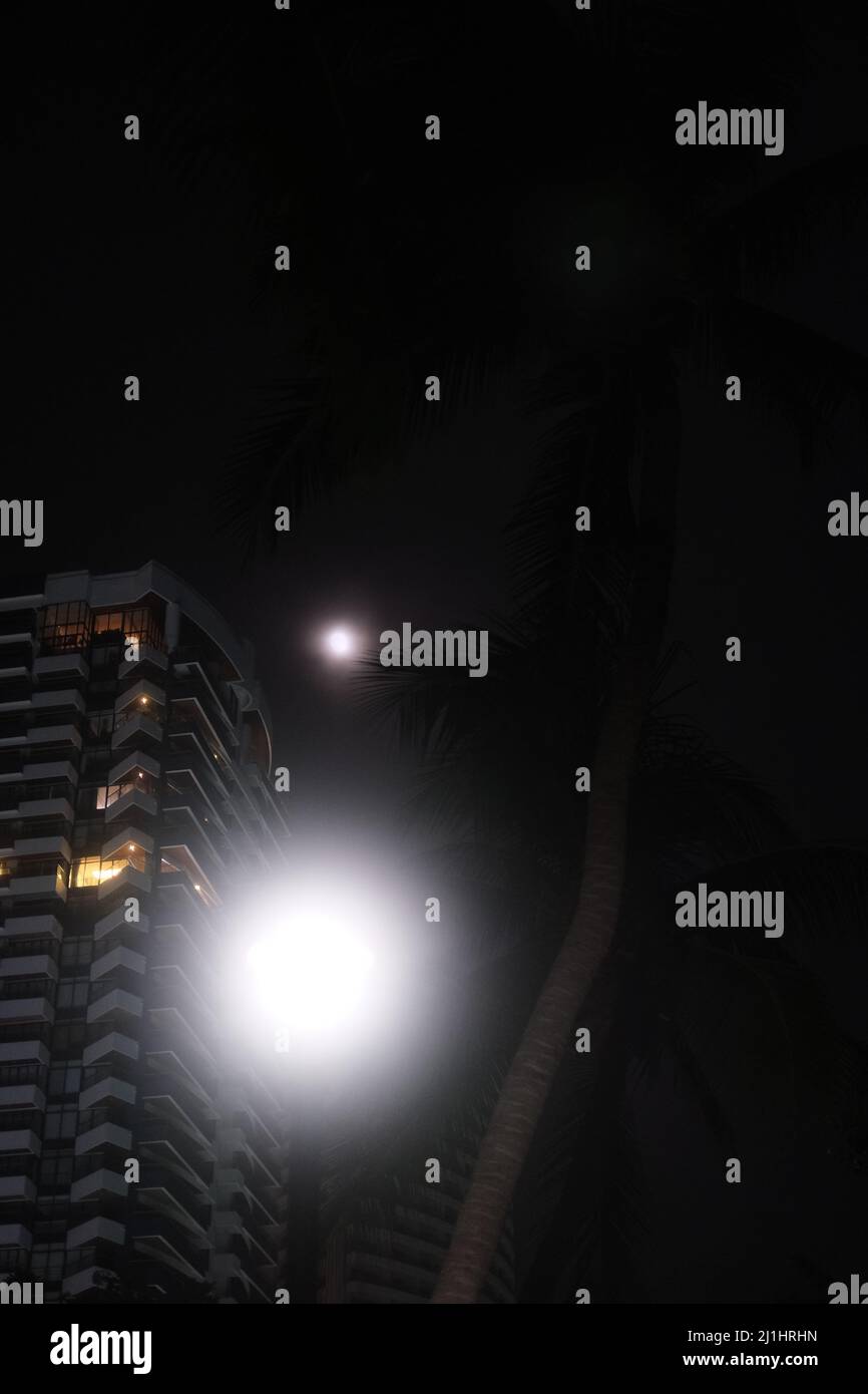 A night in tropical paradise: high-rise condominium and coconut palm ...