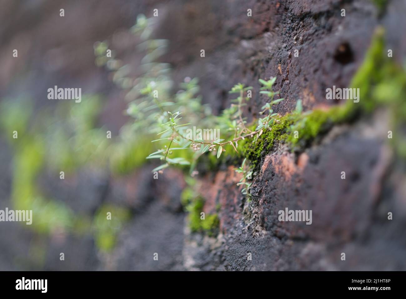 A wild flower sprouts out of an antique brick wall Stock Photo - Alamy