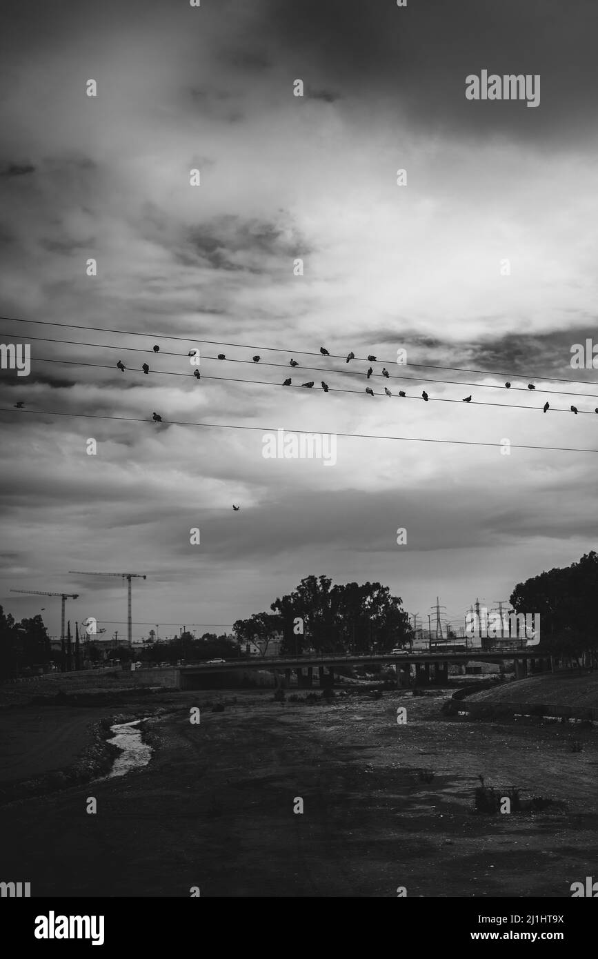 Pigeons on electrical wires Stock Photo - Alamy