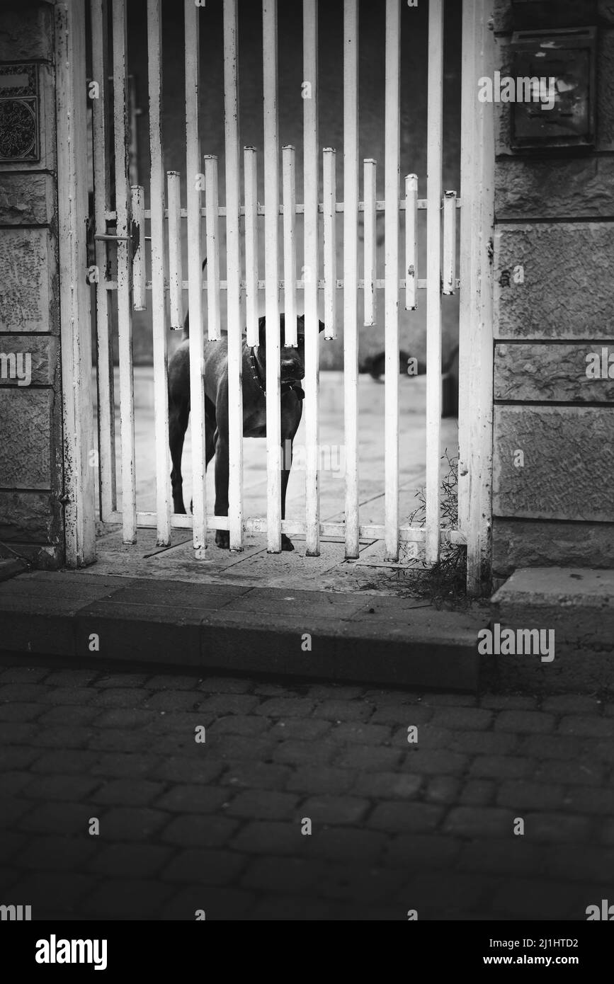 dog and gate Stock Photo - Alamy