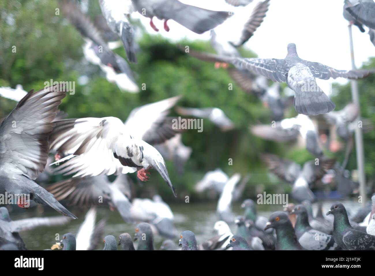 Frightened pigeon hi-res stock photography and images - Alamy