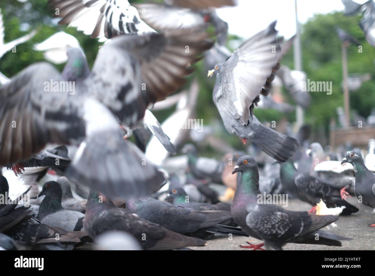 Frightened pigeon hi-res stock photography and images - Alamy