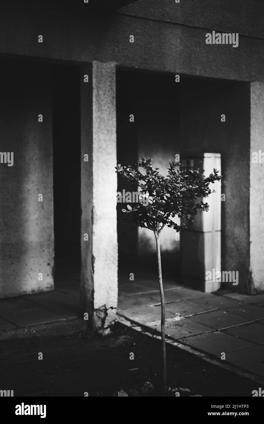 tree in building entrance Stock Photo - Alamy