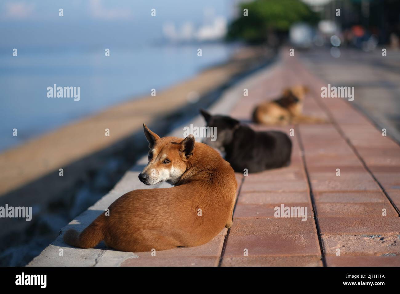 Group stray dogs hi-res stock photography and images - Alamy