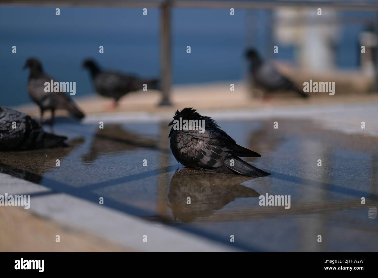 Wet pigeon relaxes in a puddle at a seafront Stock Photo - Alamy