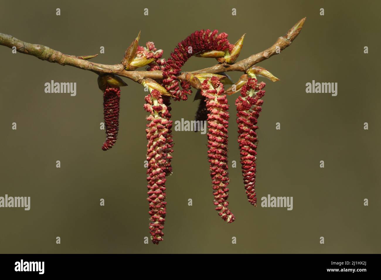 A branch of the catkins and new shoots of a Black Poplar Tree growing ...
