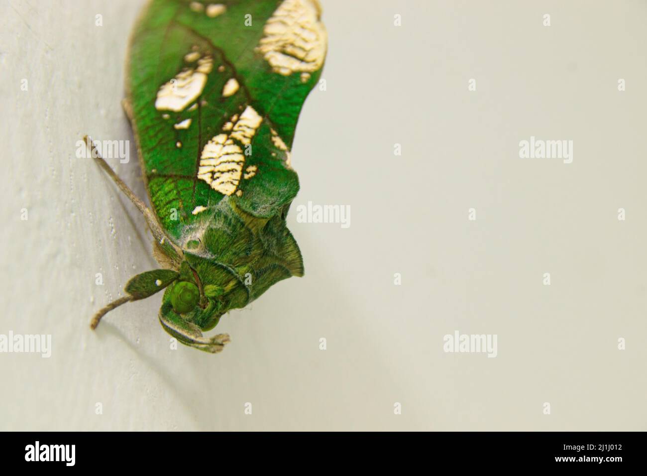 Close up of a Puriri moth (Aenetus virescens) also known as ghost moth ...