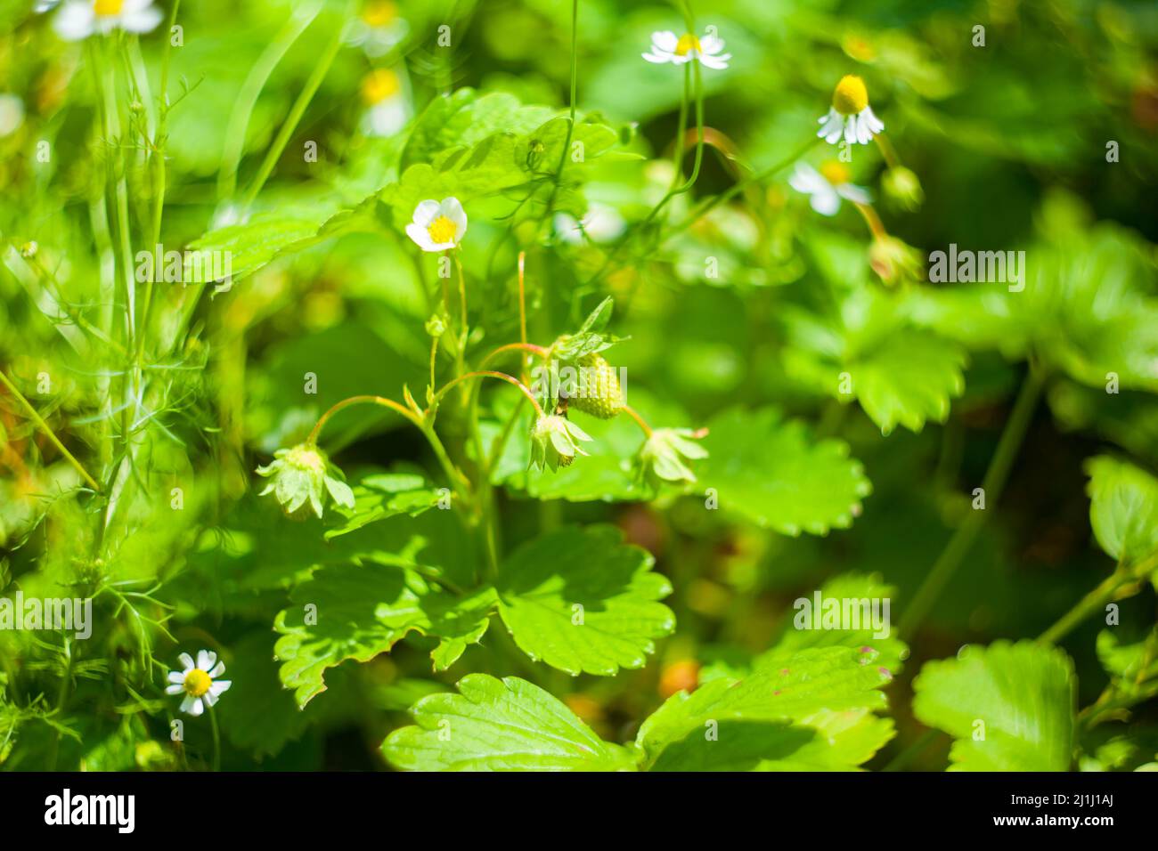 Strawberry bush texture Stock Photo - Alamy