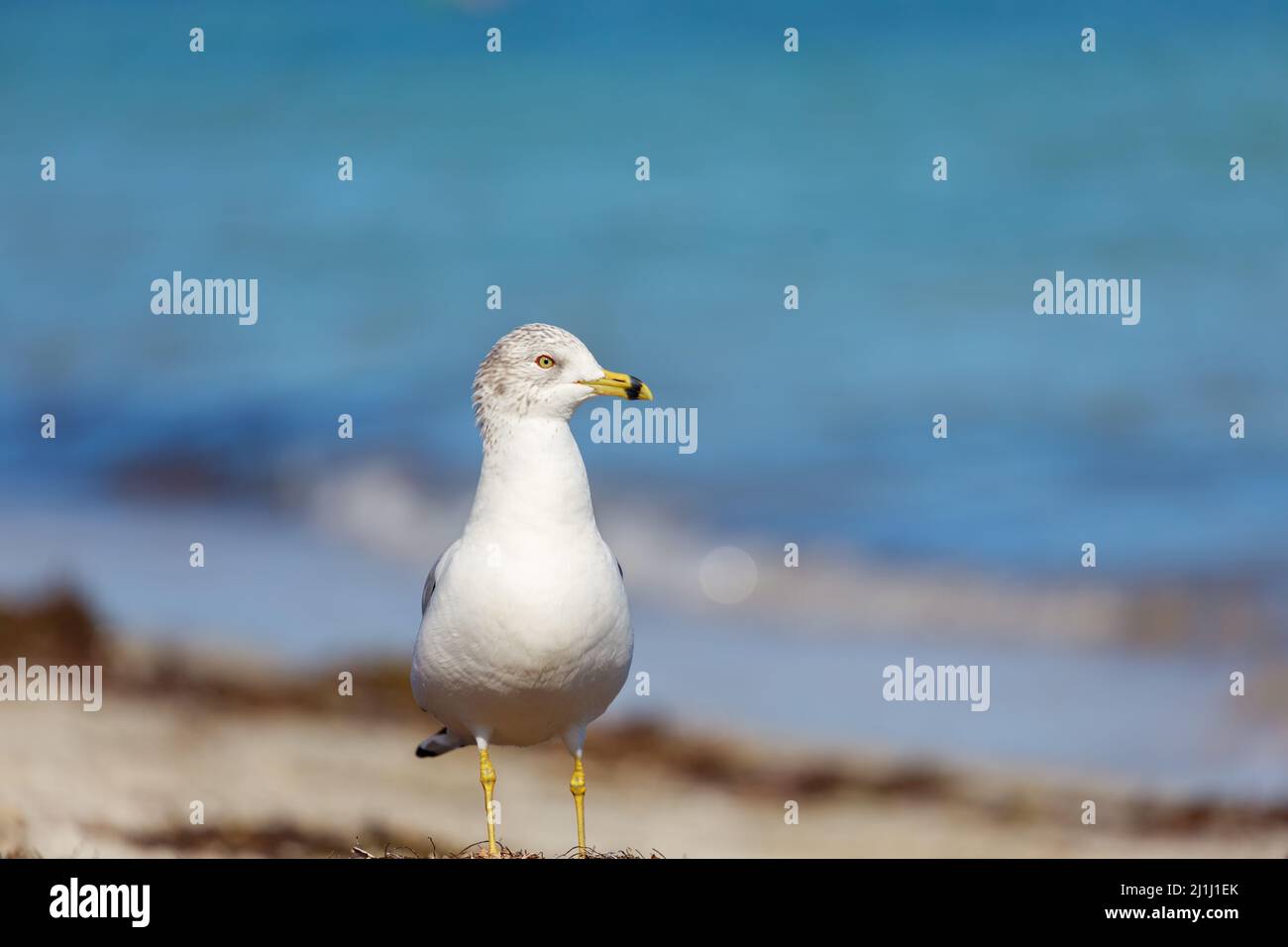 A closeup of Ring-billed gull standing on the shore on a blurred sea ...