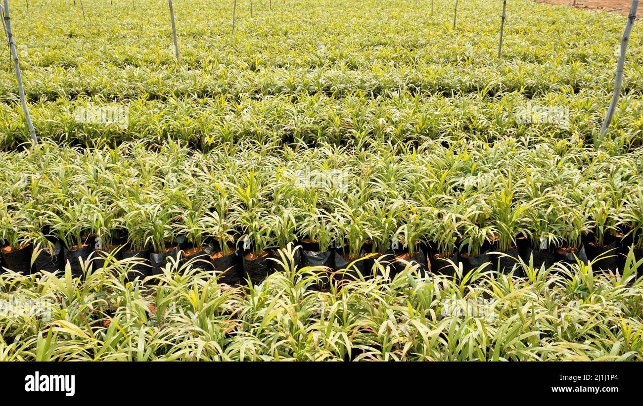 Areca nut farming in india hi-res stock photography and images - Alamy