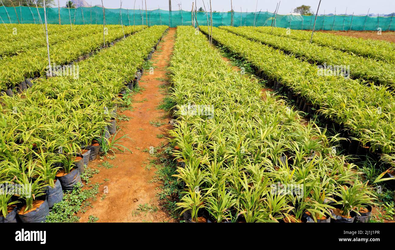 Betel nut trees hi-res stock photography and images - Alamy