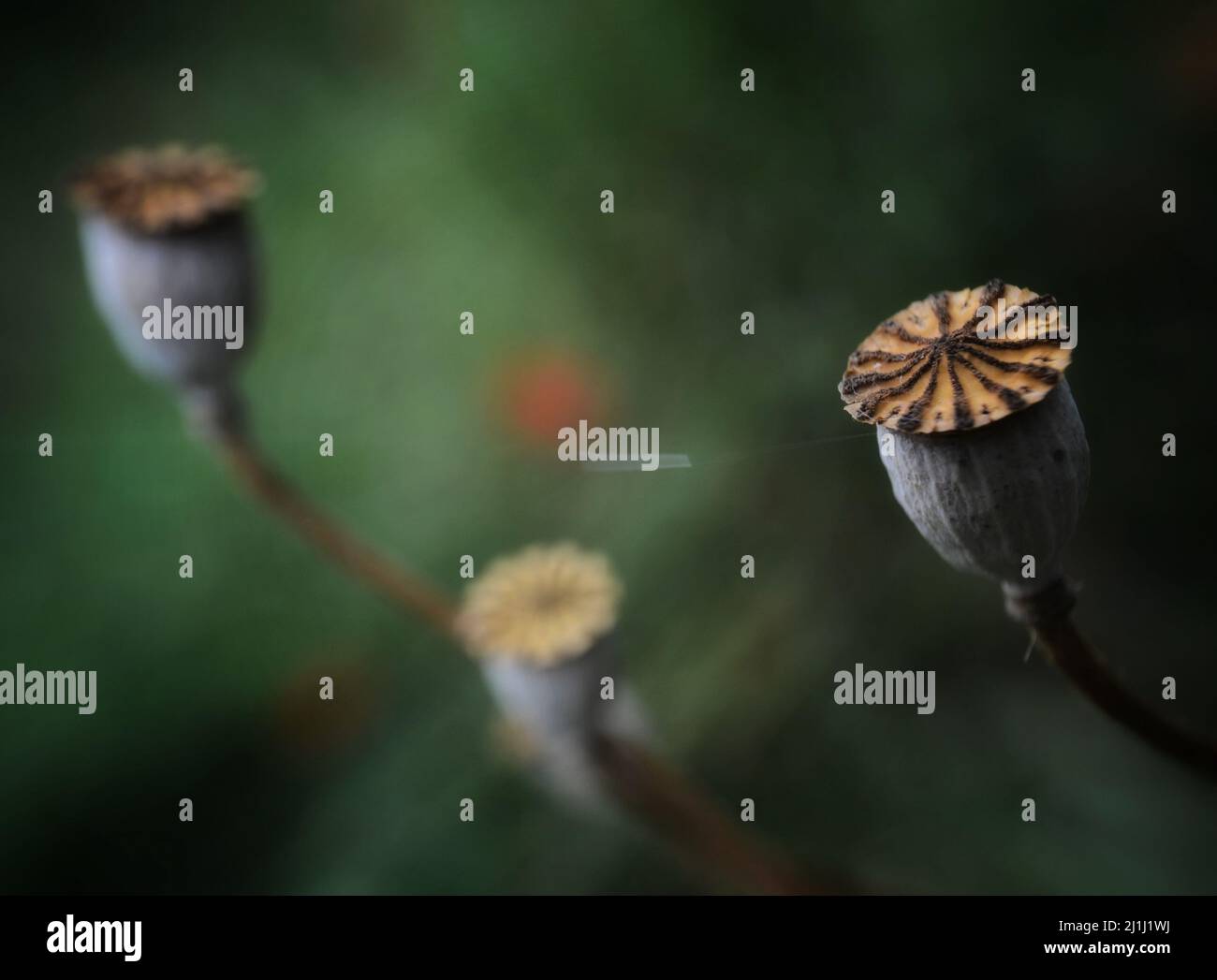 Close up green poppy seed boxes in meadow. Dry poppy boxes. Blurry ...