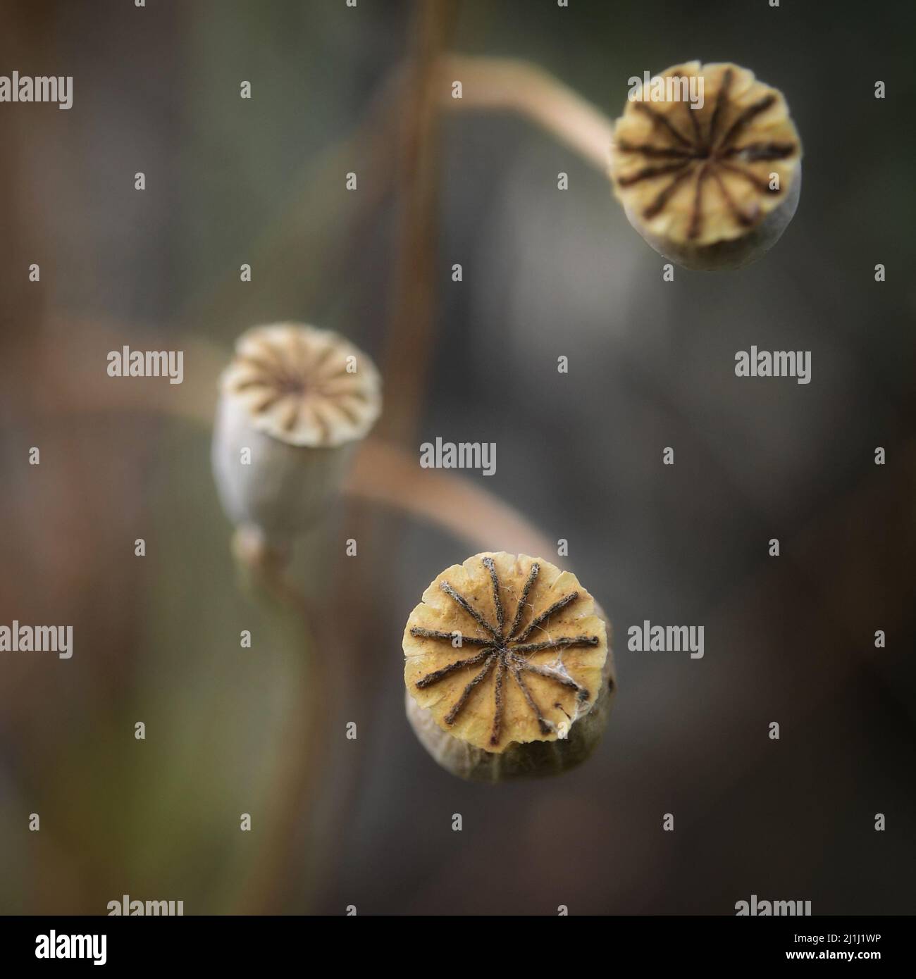 Close up green poppy seed boxes in meadow. Dry poppy boxes. Blurry ...