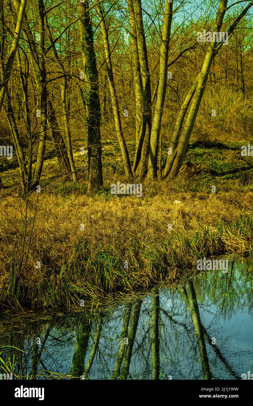 Lighted tree trunks hi-res stock photography and images - Alamy