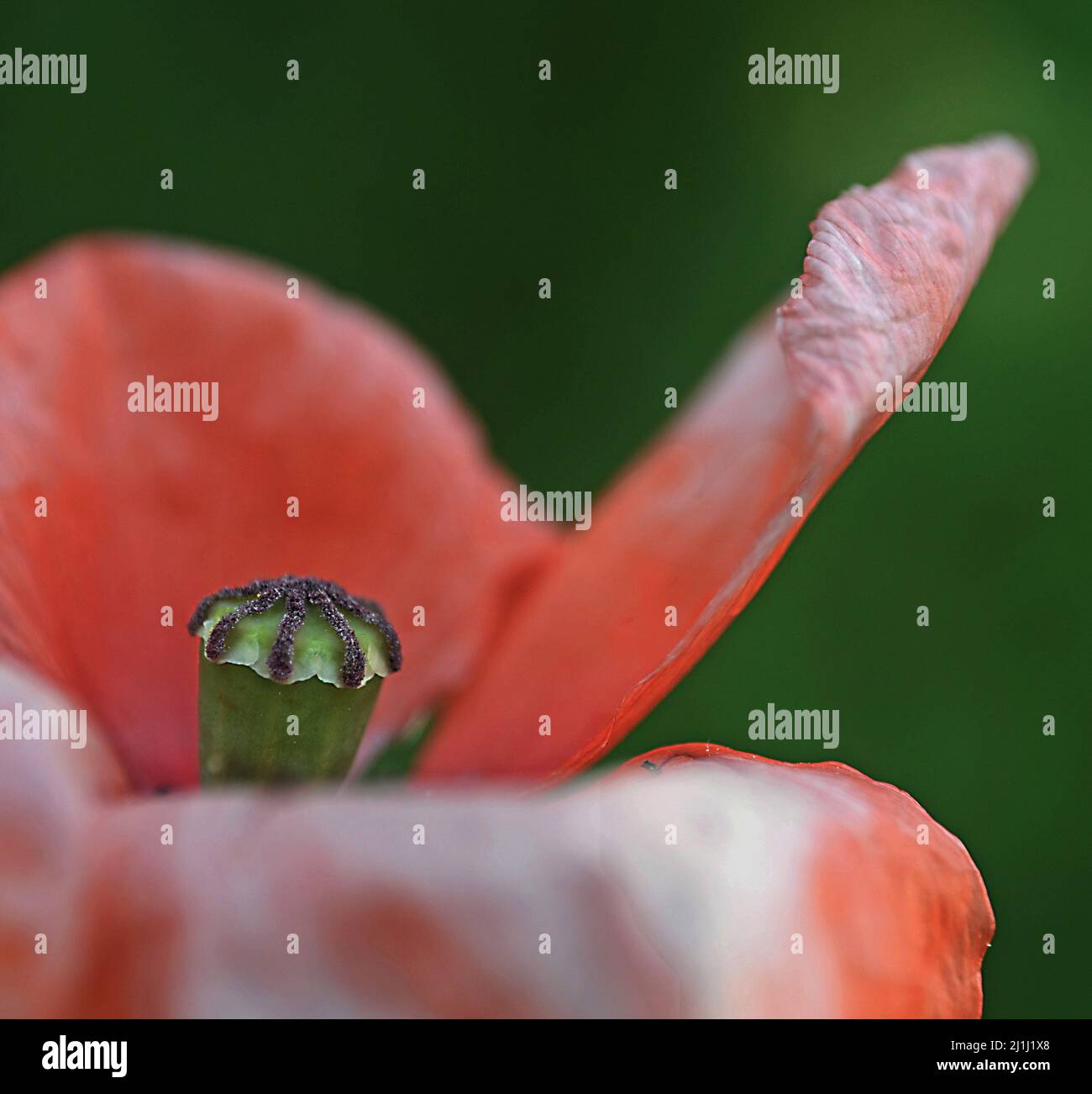 Seed pod star hi-res stock photography and images - Alamy