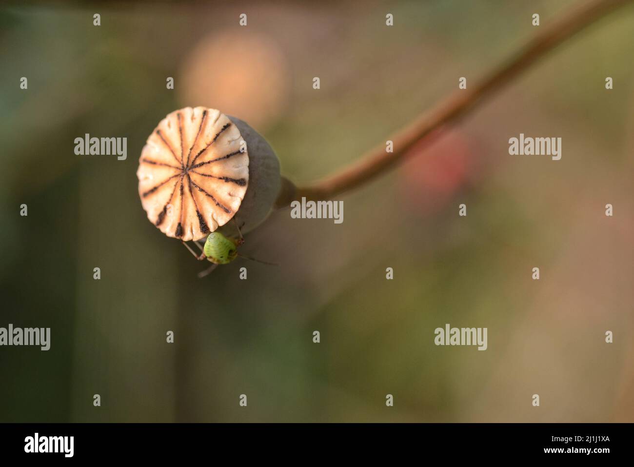Close up green poppy seed boxes in meadow. Dry poppy boxes. Blurry ...