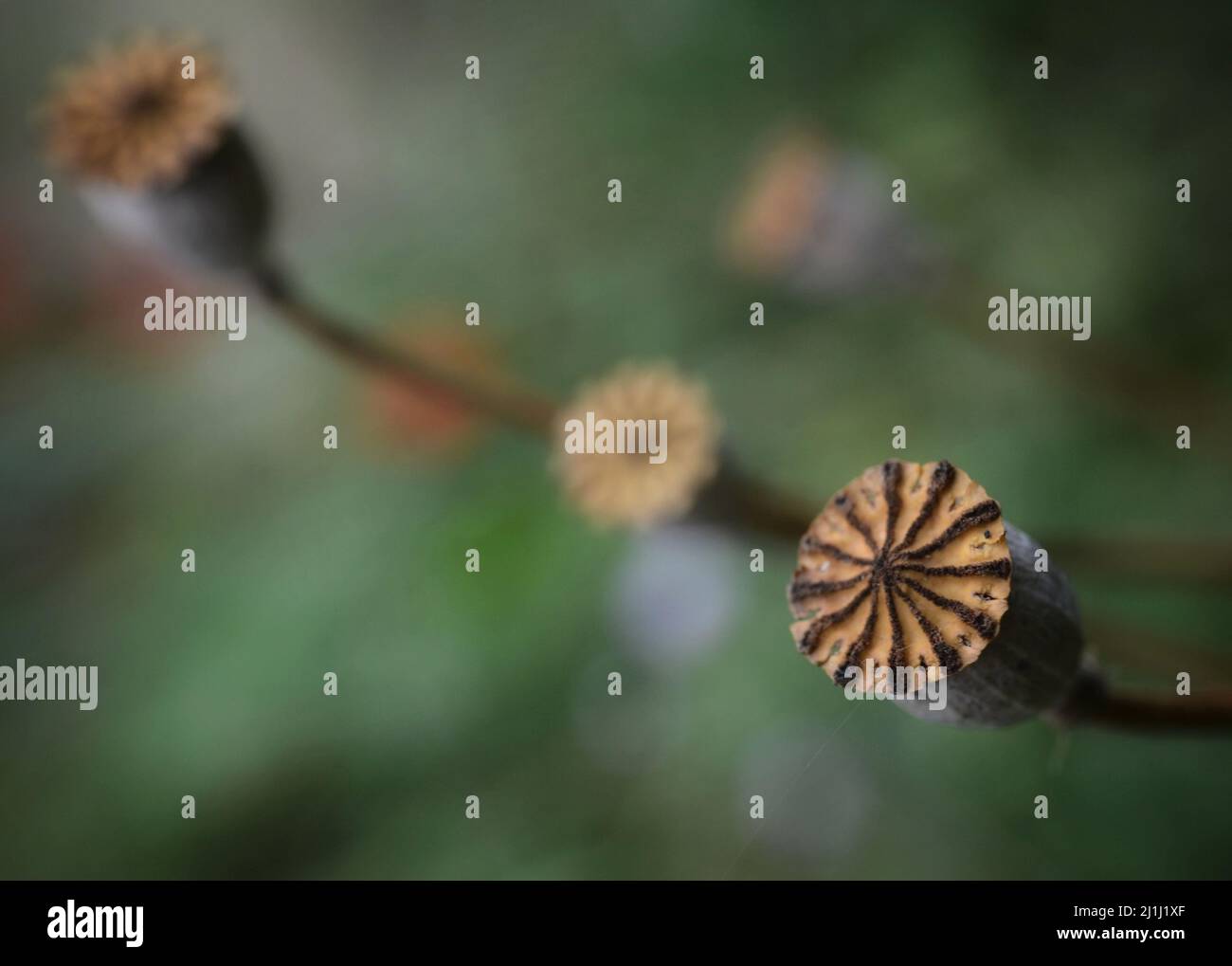 Close up green poppy seed boxes in meadow. Dry poppy boxes. Blurry ...