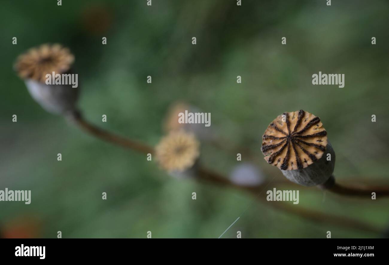 Close up green poppy seed boxes in meadow. Dry poppy boxes. Blurry ...