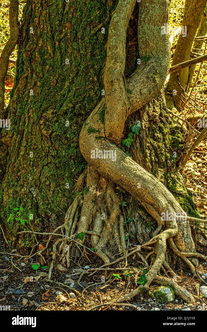 Ivy roots embrace an ivy-covered trunk. Abruzzo, Italy, Europe Stock ...
