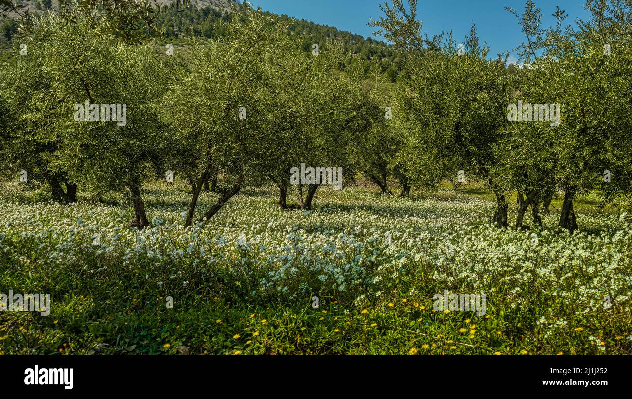 Cultivation of olive groves with white flower meadows. Abruzzo ...
