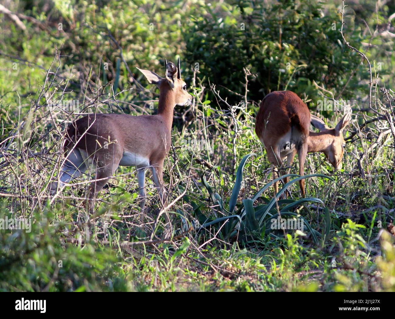 A pair of Steenbok (Raphicerus campestris) antelope grazing in the ...