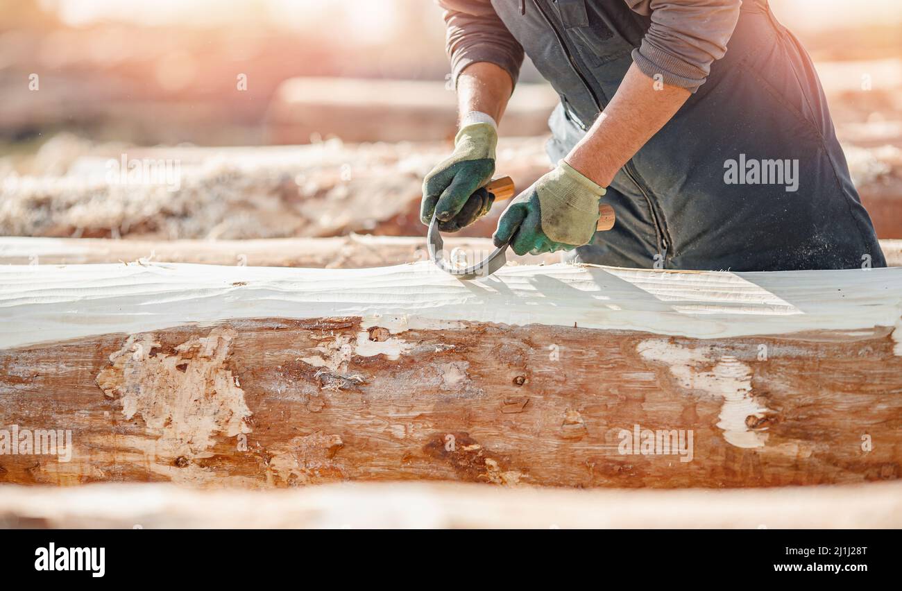 Preparation of timber for construction of log wooden houses. Carpenter ...