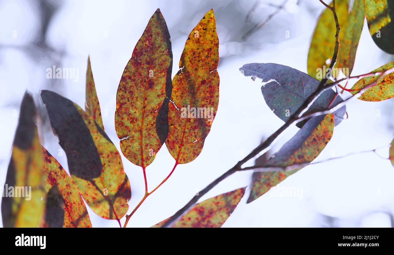 Beauty of Nature Concept - Close-up of tree leaves backlit by the sun ...