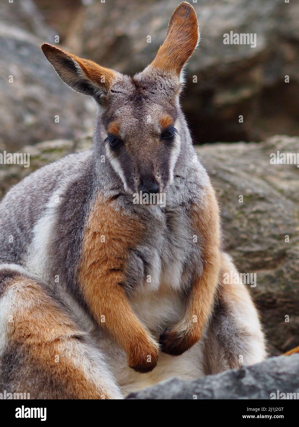 Wonderful stylish Yellow-footed Rock-Wallaby in natural beauty Stock ...