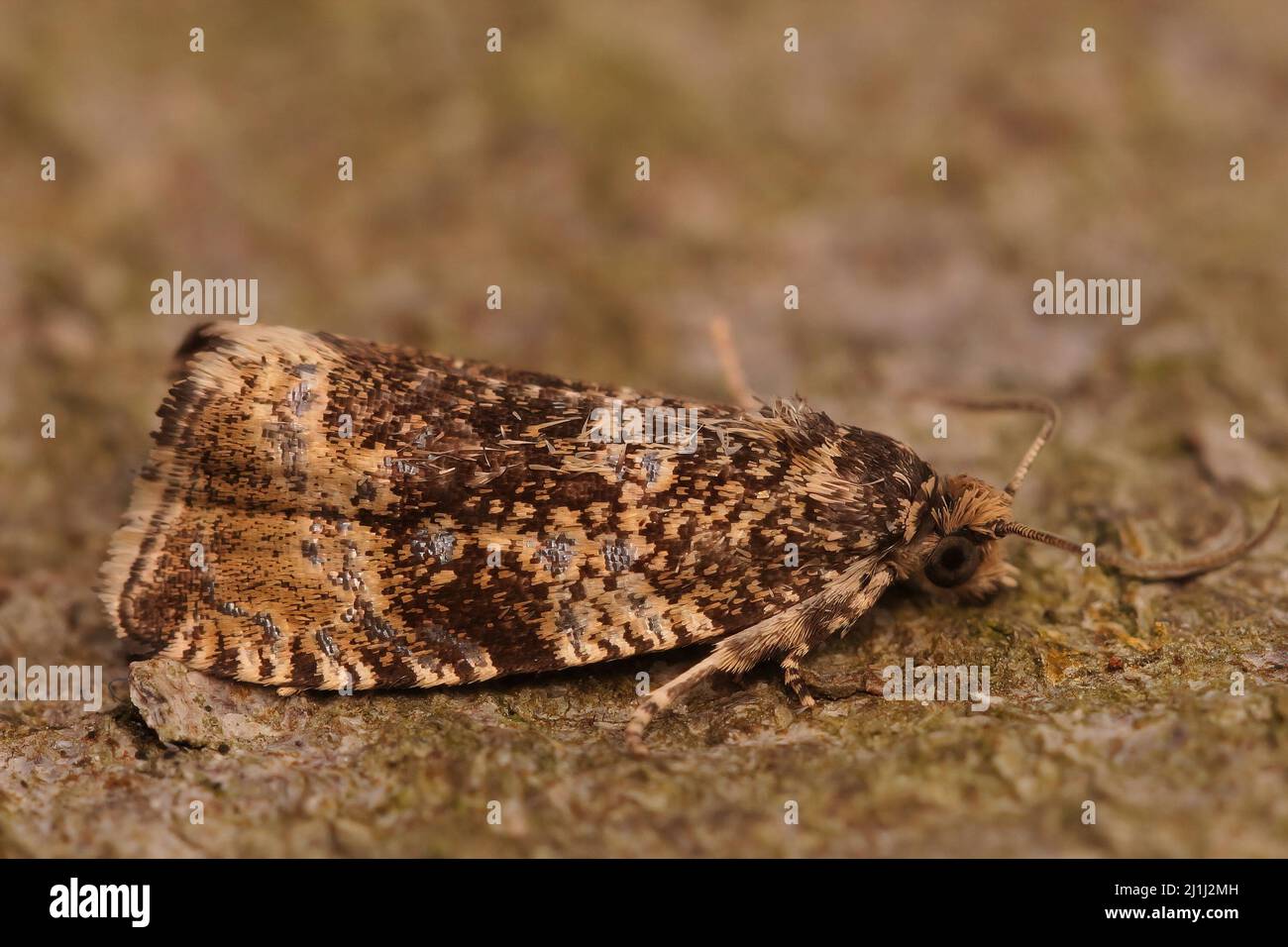 Common marble hi-res stock photography and images - Alamy