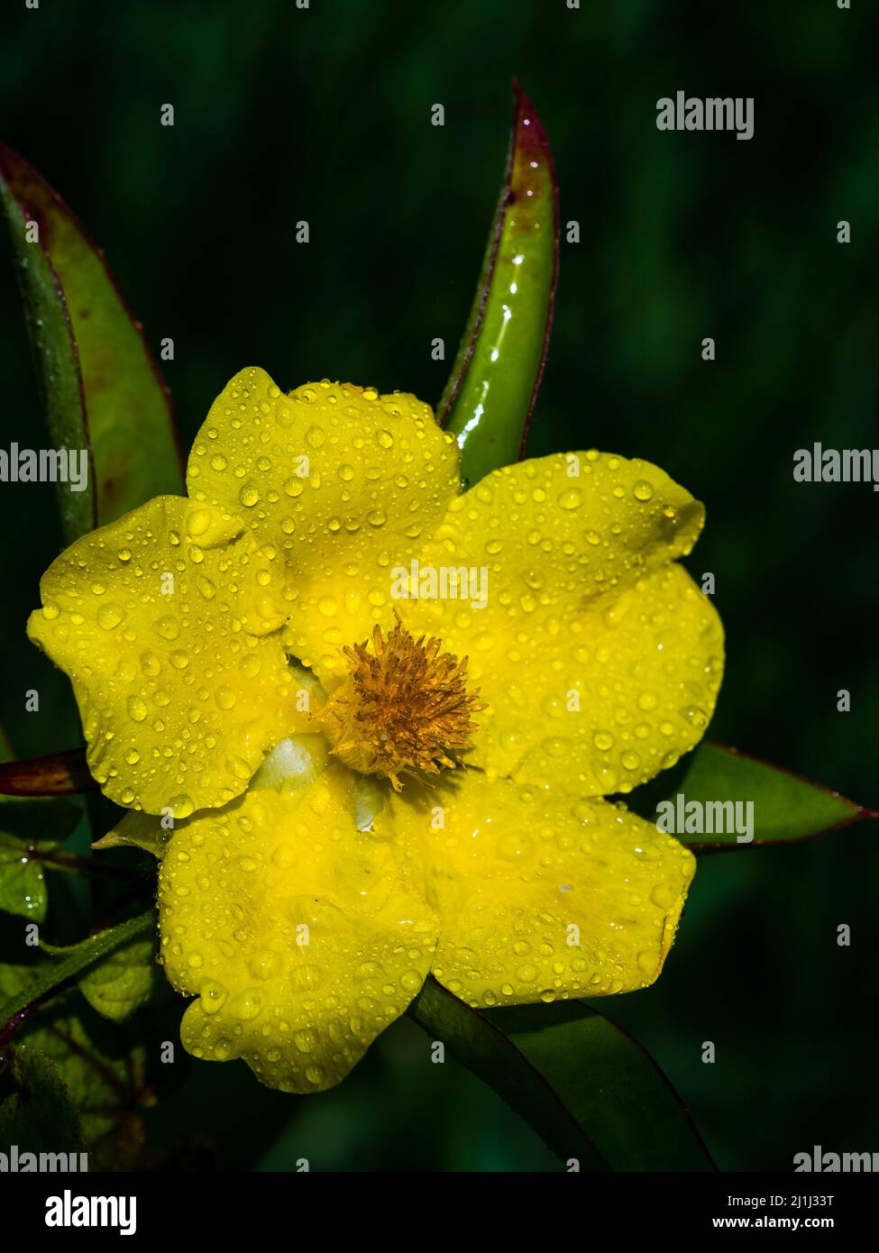 Yellow ochna hi-res stock photography and images - Alamy